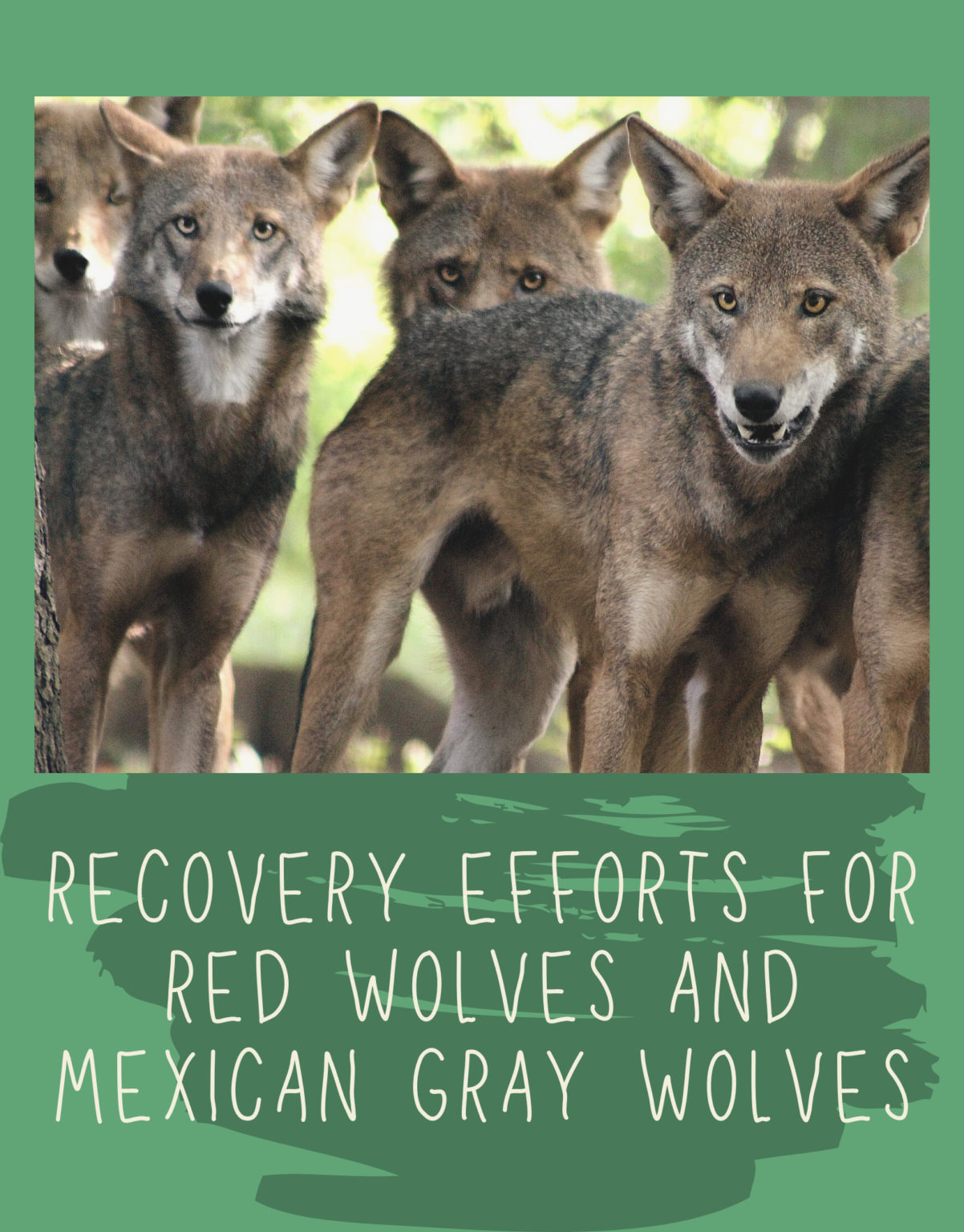 Distance Learning with the Wolf Conservation Center | Wolf Conservation ...