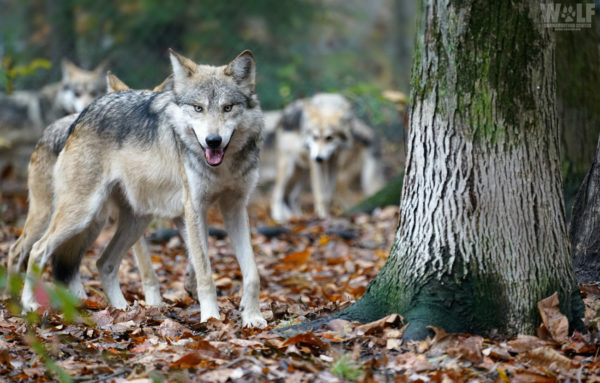 We Have A Lot To Learn From Wolves | Wolf Conservation Center