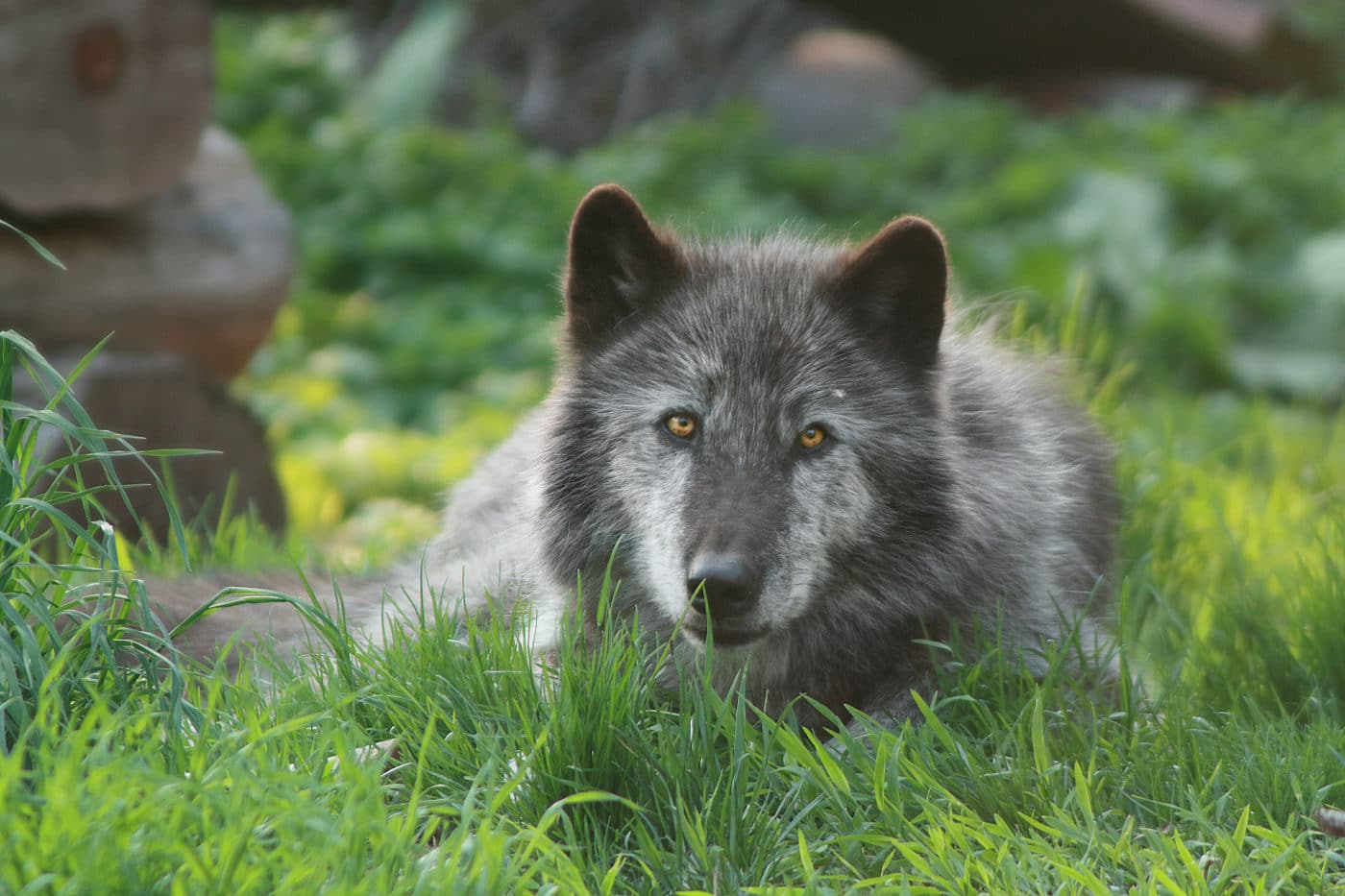 Events | Wolf Conservation Center