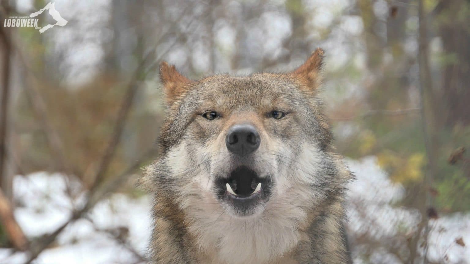 Explore the Wild World of Wolf Behavior | Wolf Conservation Center