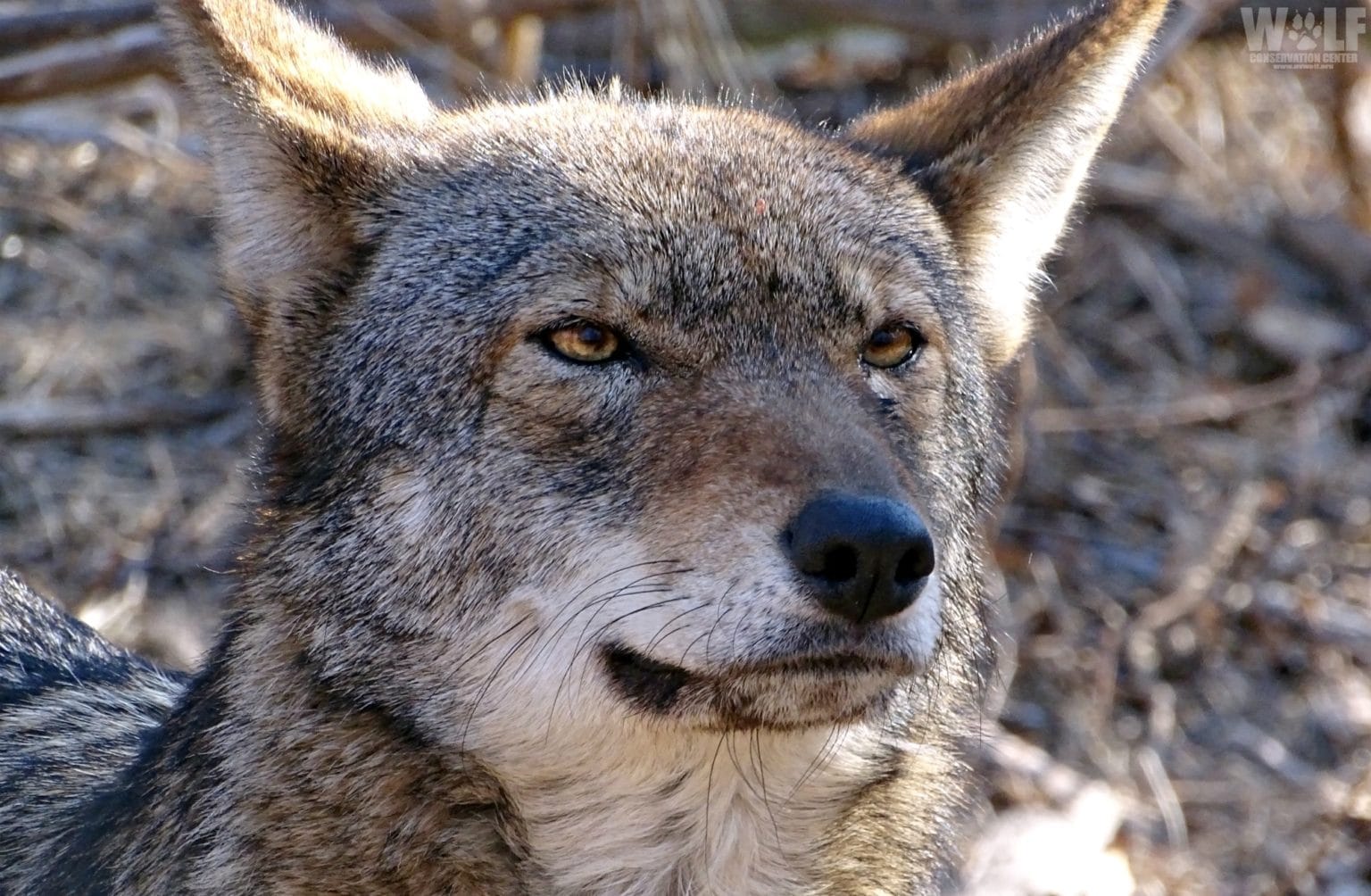 Happy Birthday to Red Wolf Lava! | Wolf Conservation Center