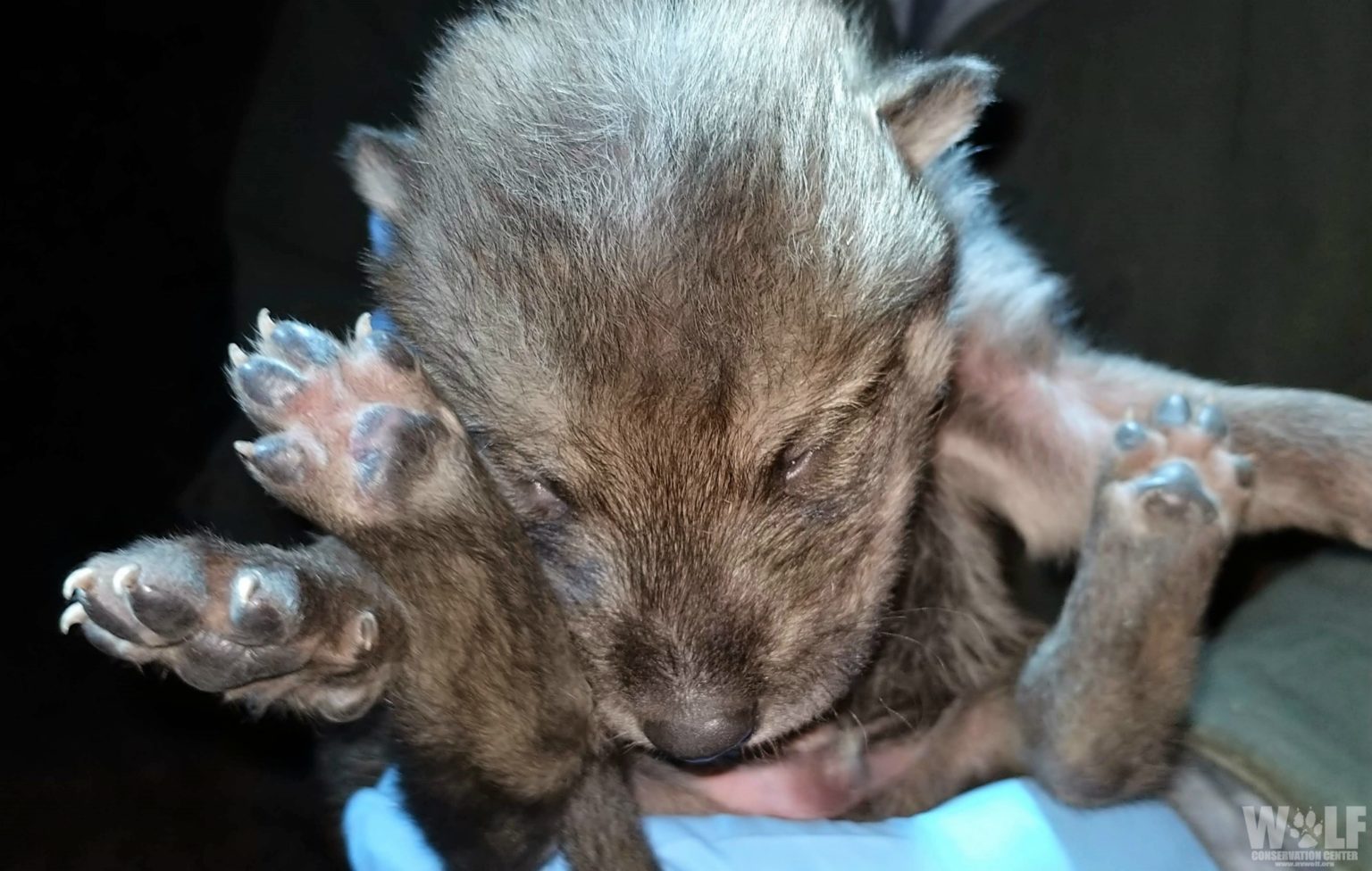 A Wild Anniversary: Mexican Gray Wolf Hope Celebrates One Year in the ...
