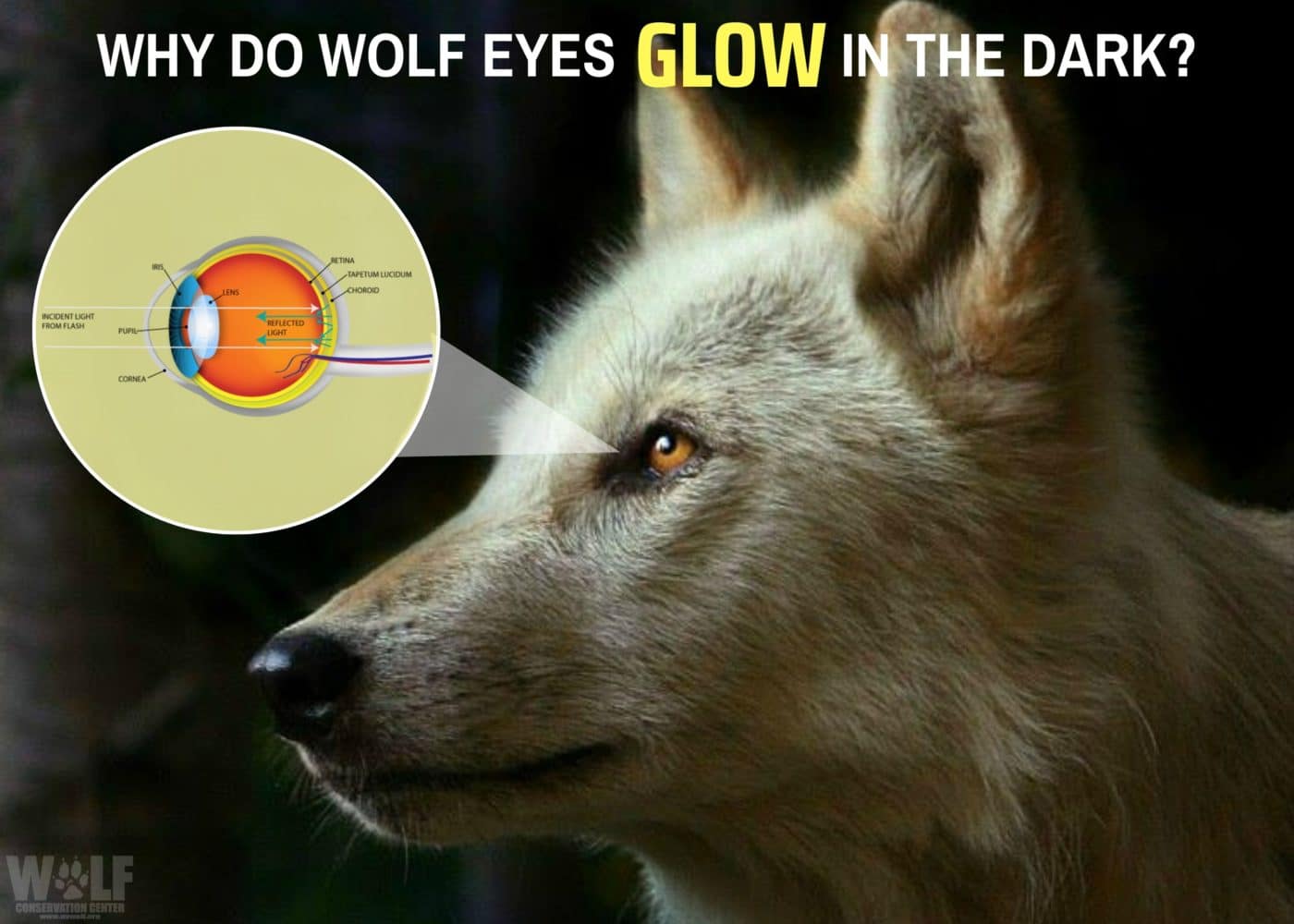 Wide WHY DO WOLF EYES GLOW IN THE DARK | Wolf Conservation Center