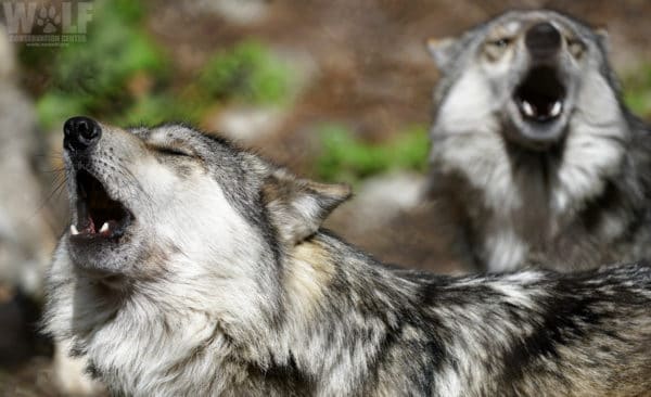 Mexican Gray Wolves are Essential. Let’s Tell the USFWS to Save Them ...