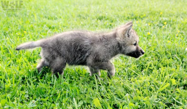 California’s Lassen Wolf Pack Welcomes Pups for Fourth Consecutive Year ...