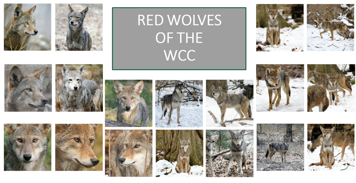Red Wolf Week 2020 | Wolf Conservation Center