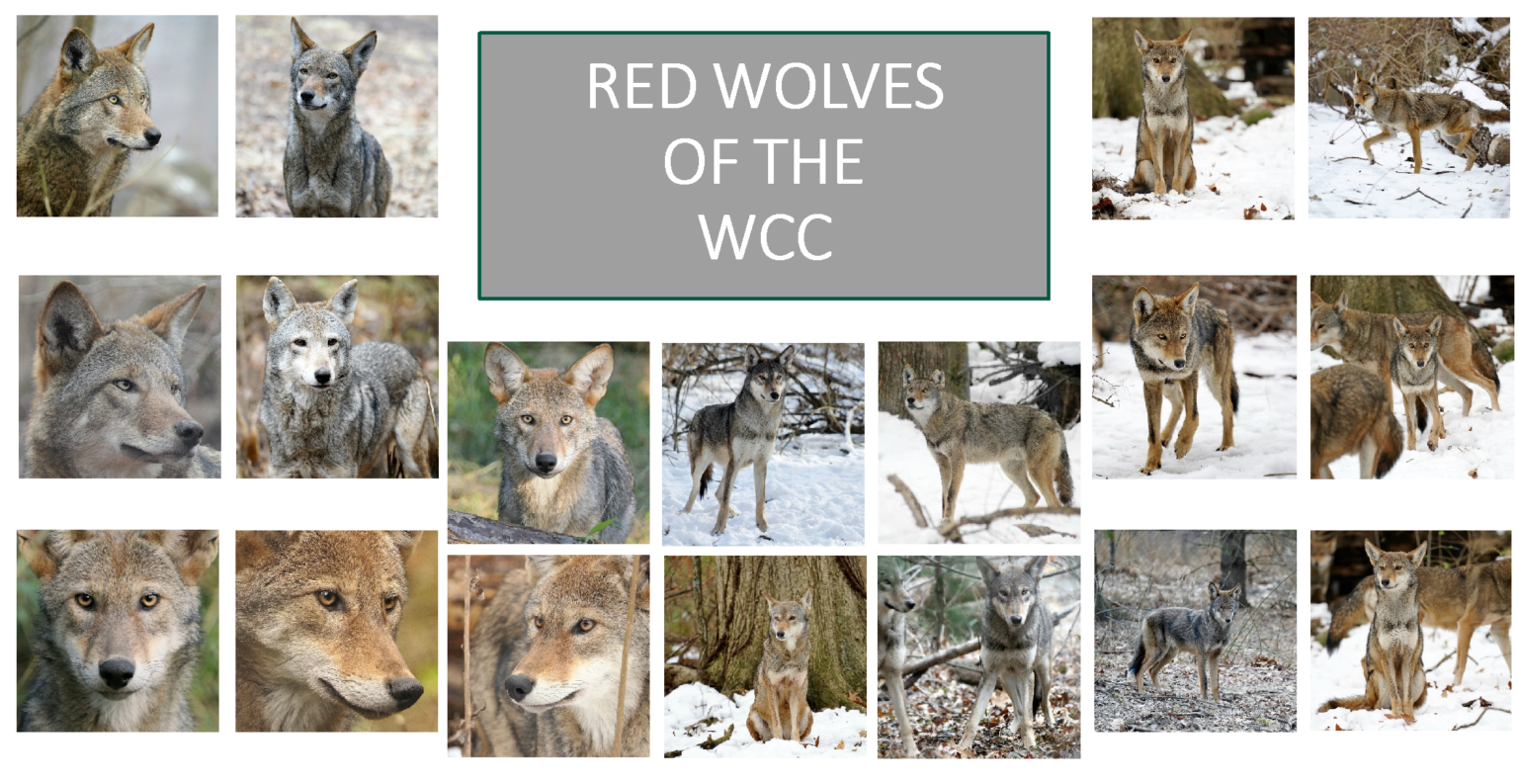 Red Wolf Week 2020 | Wolf Conservation Center