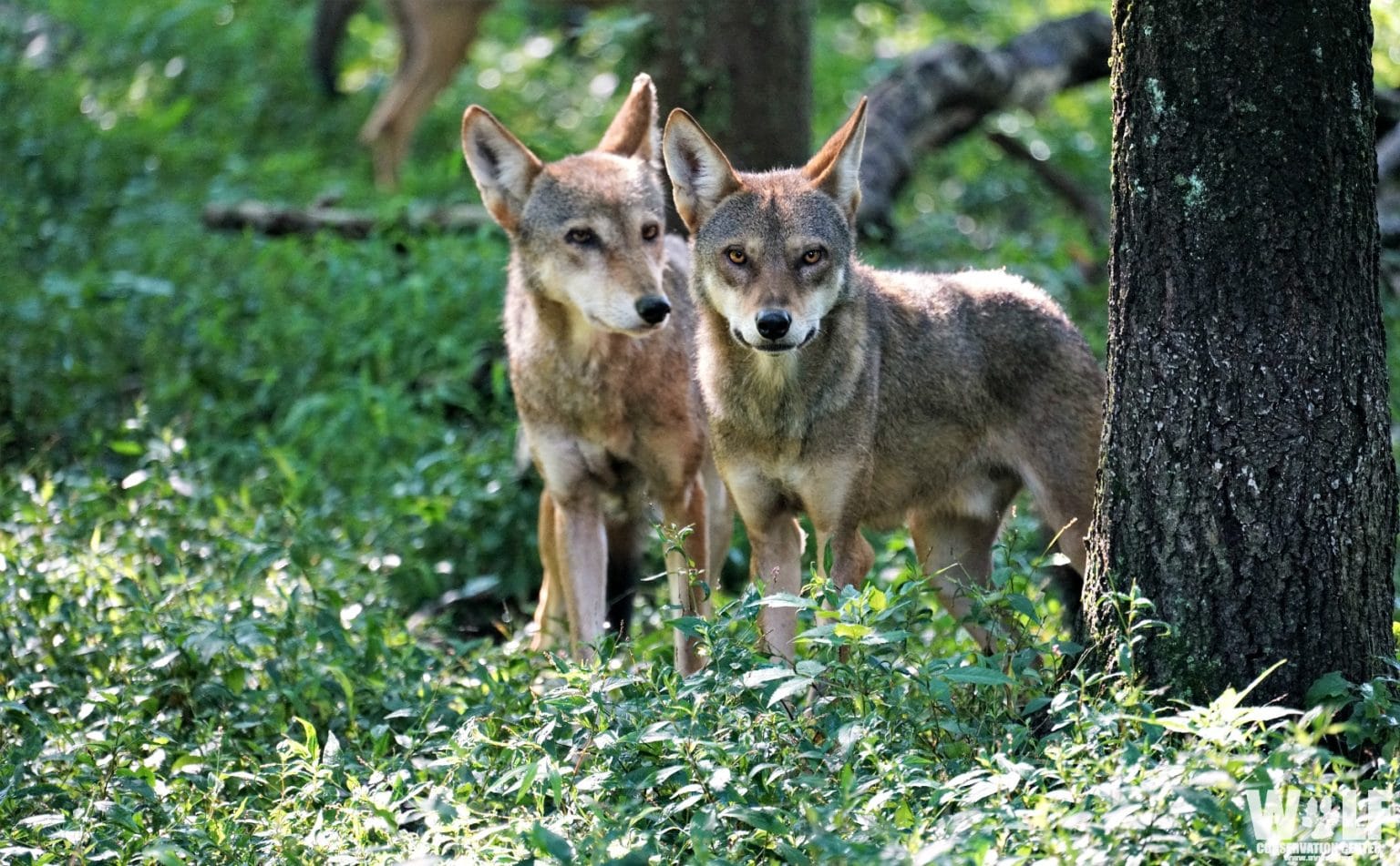 USFWS to Host Public Meetings on Red Wolf Recovery Program | Wolf ...