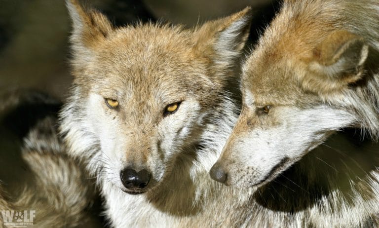 International Day of the Girl Celebrates Fierce, Strong Females | Wolf ...