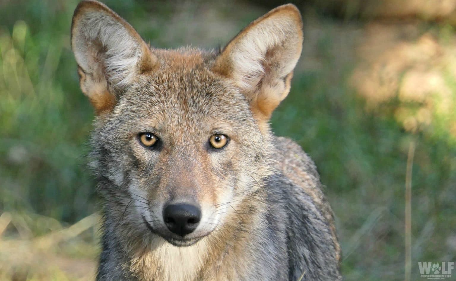 Wolf Conservation Center Partners with Pilots to the Rescue to Save Red ...