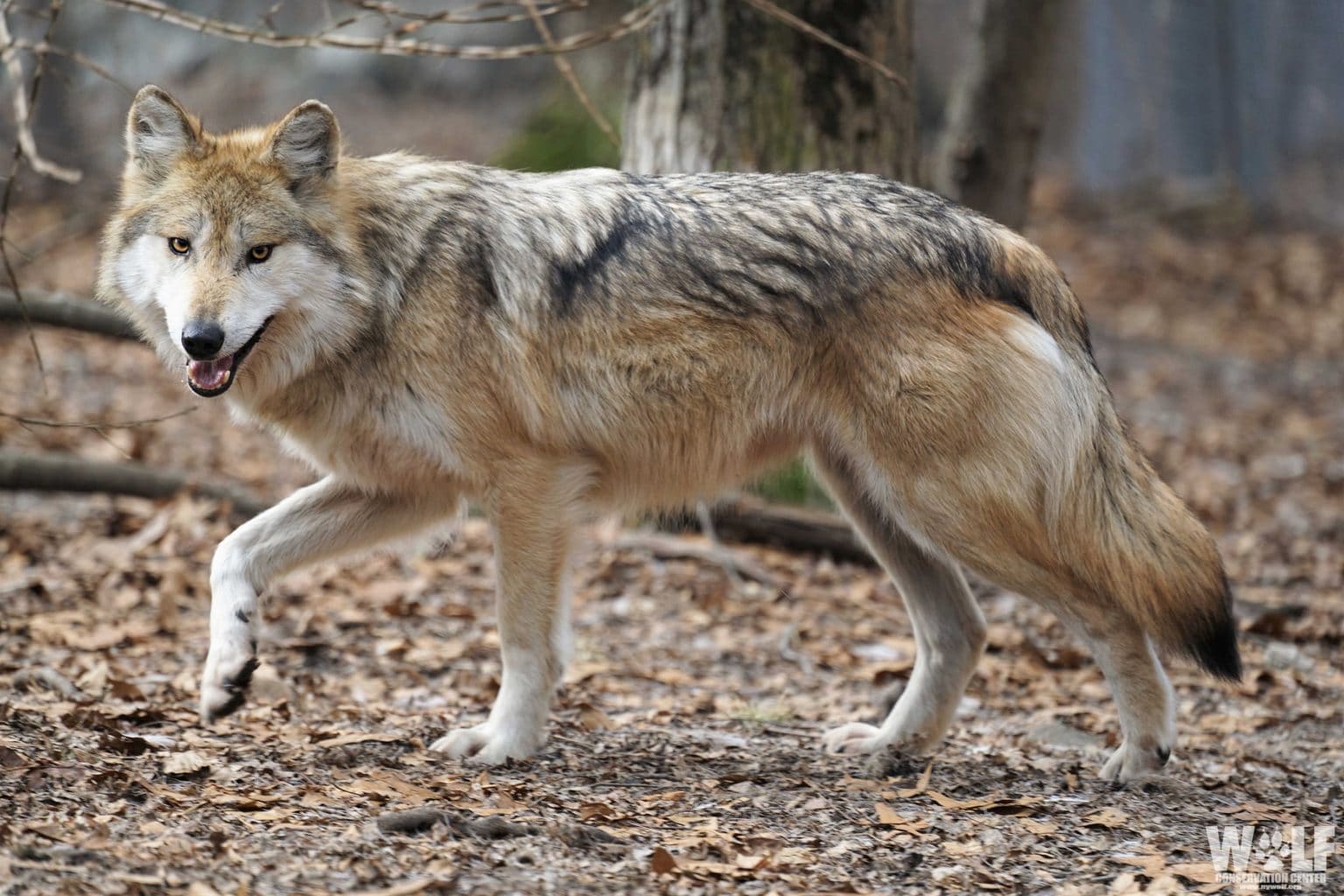 Mexican Wolf Numbers Reach New Heights | Wolf Conservation Center