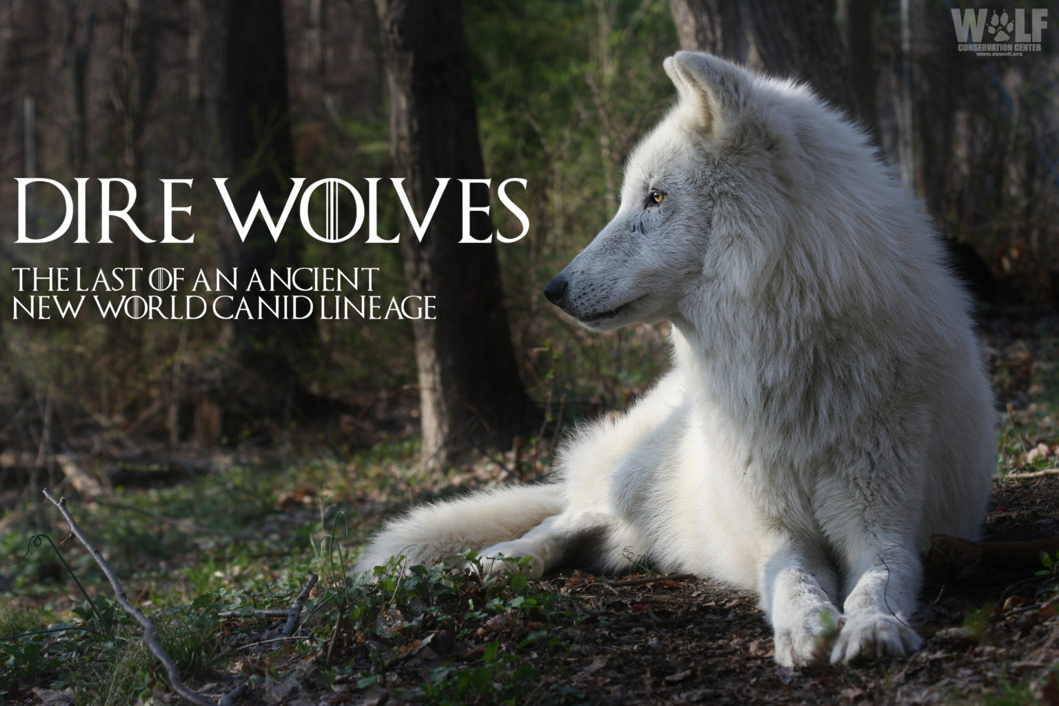 Free Webinar: Dire Wolves: The Last of an Ancient New World Canid ...