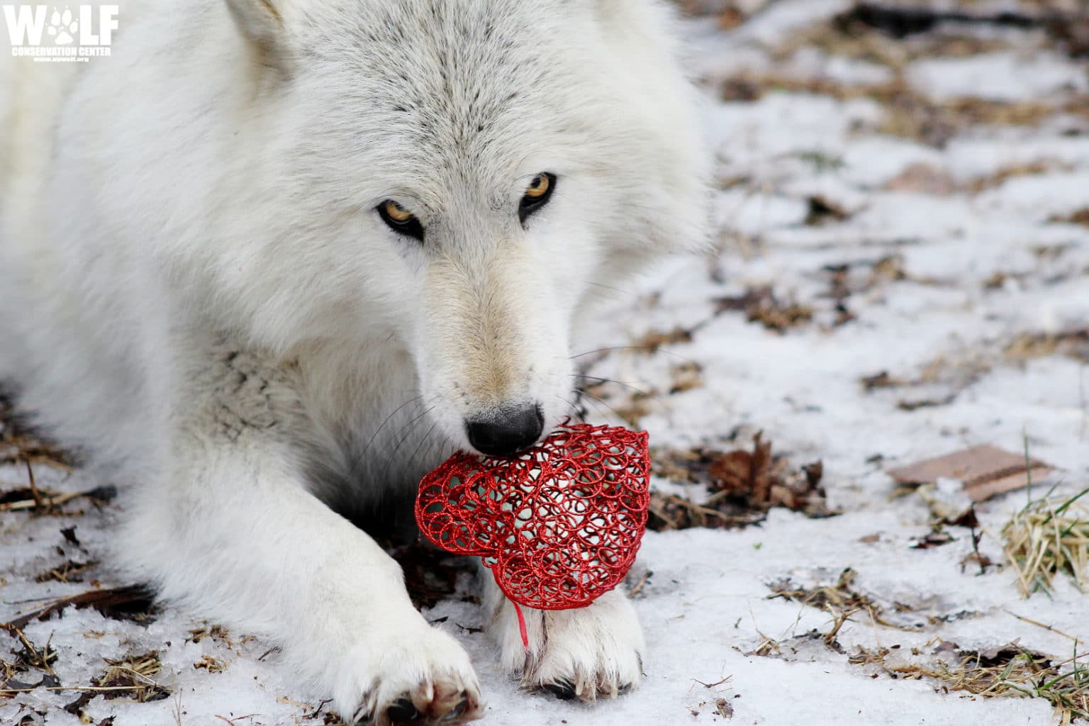 Valentine’s Enrichment Program with Wolves! | Wolf Conservation Center