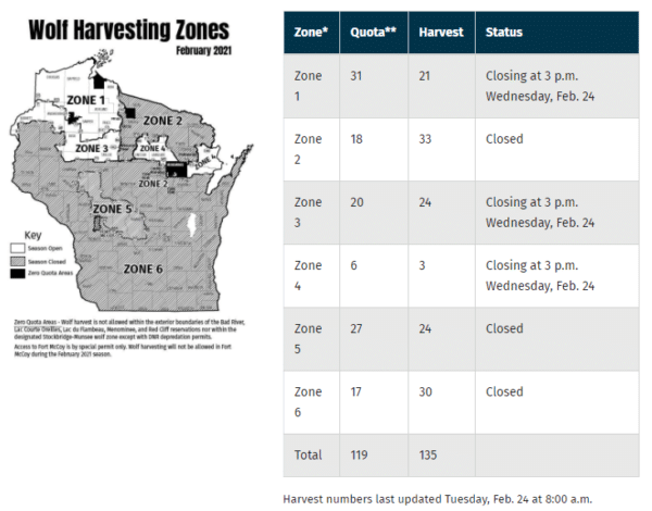 Wisconsin Hunters Kill 135 Wolves in Two Days, Exceeding State Kill ...