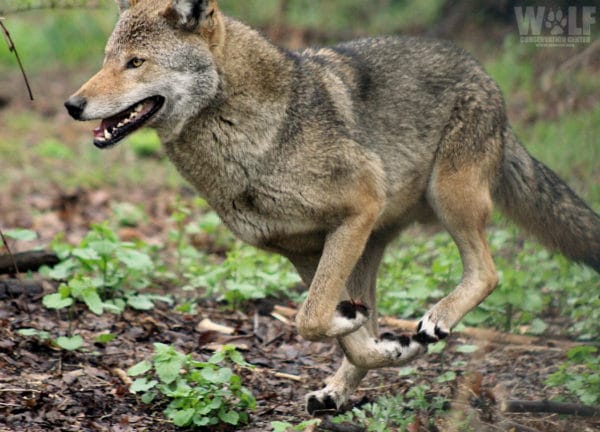 USFWS Transfers Two Red Wolves to Recovery Area in North Carolina ...