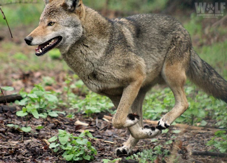 USFWS Transfers Two Red Wolves to Recovery Area in North Carolina ...