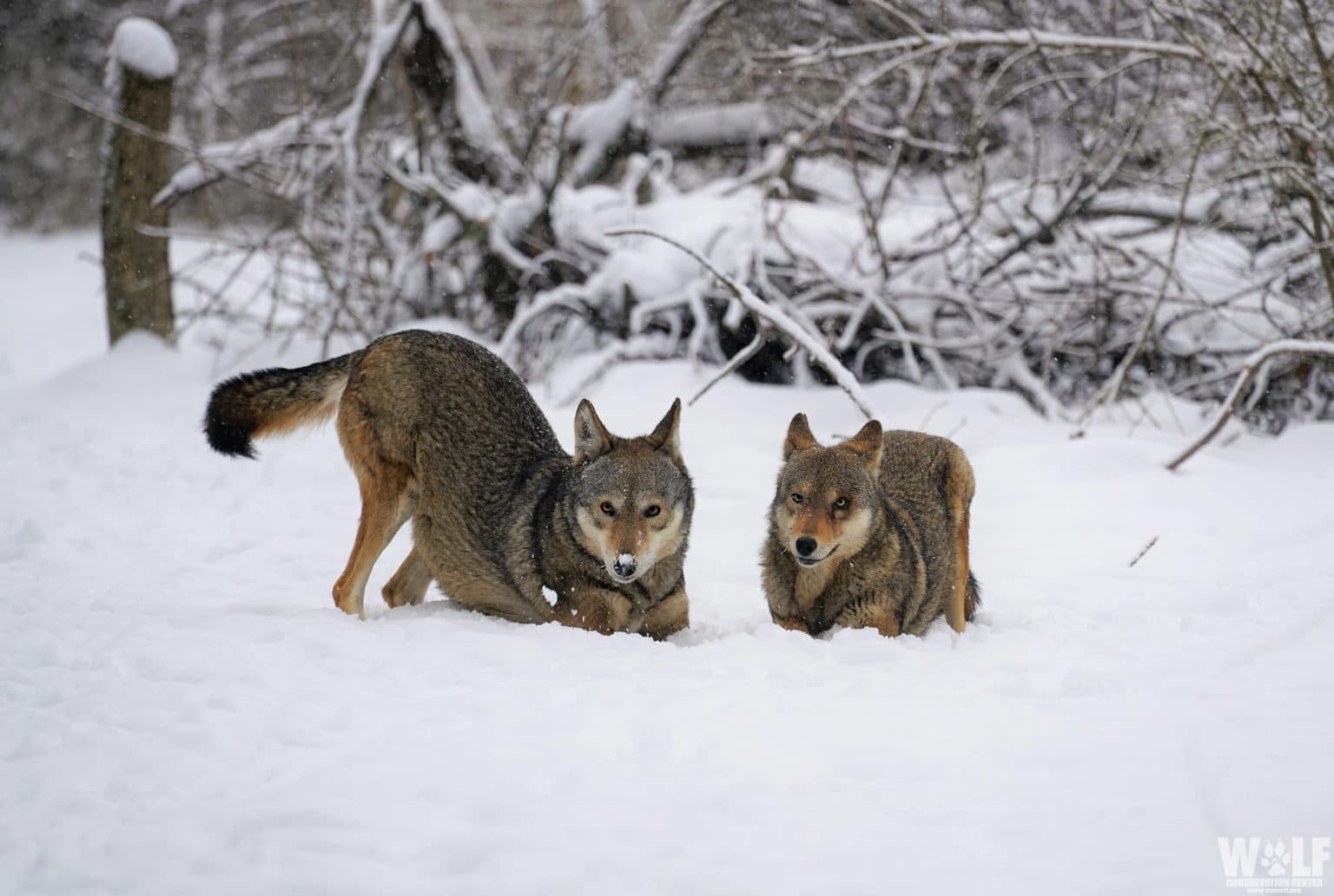 Wolf Conservation Center Mourns Loss of Endangered Red Wolf Mother ...
