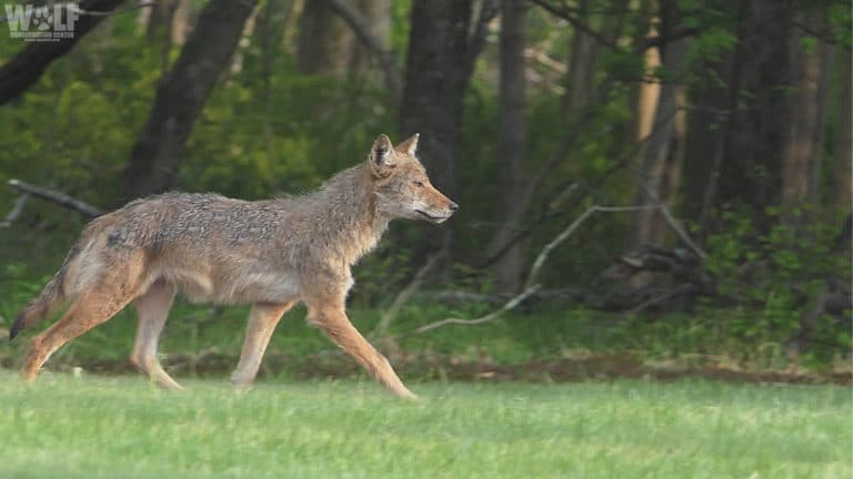 What to Expect During Coyote Pup Season | Wolf Conservation Center