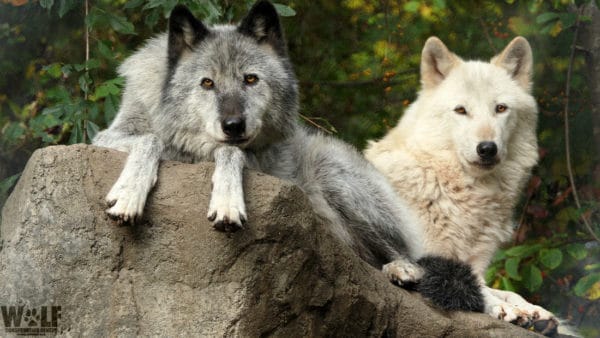 Ambassador Wolves Alawa and Zephyr Turn Ten | Wolf Conservation Center