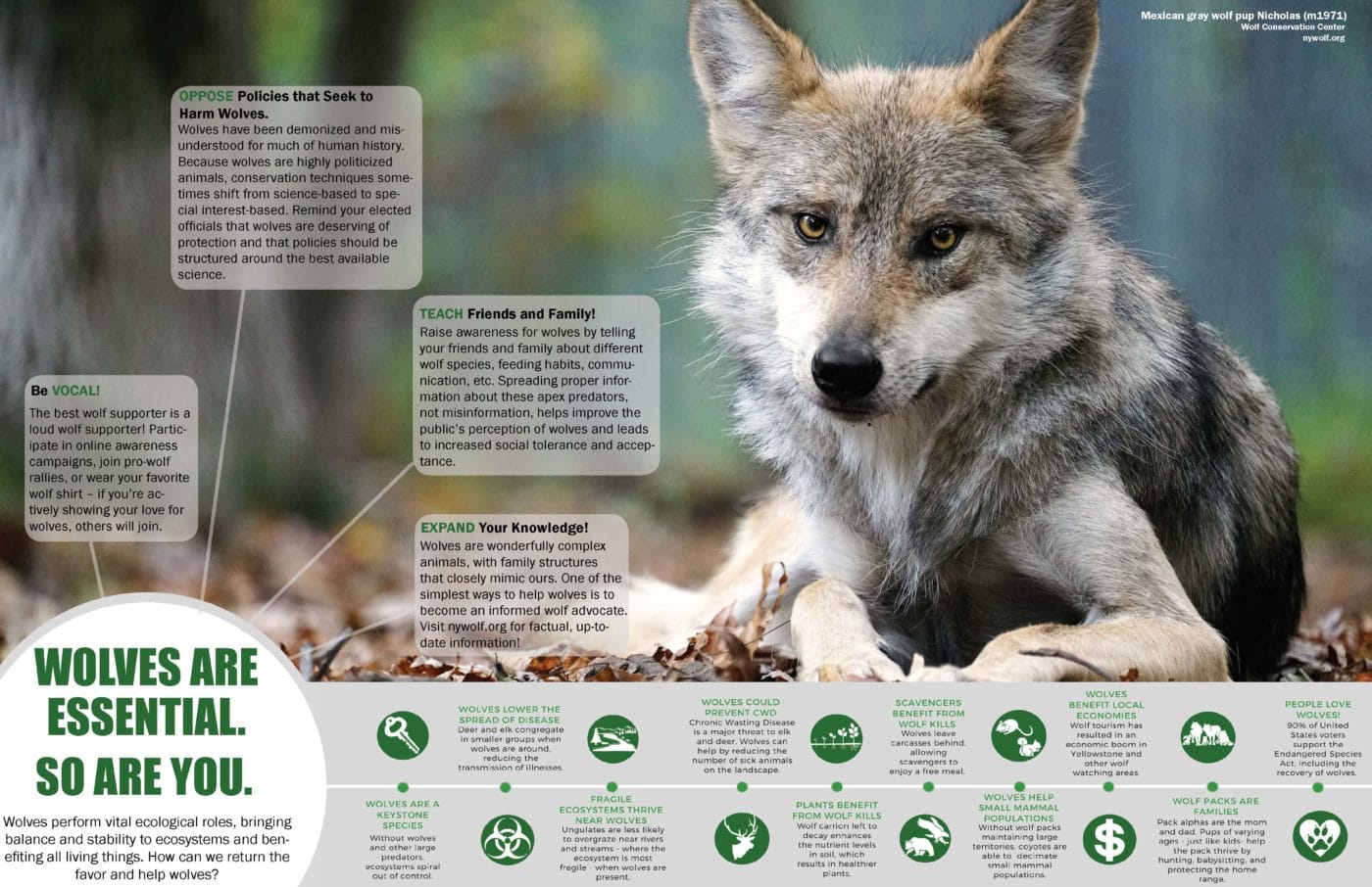 Graphics for Educators | Wolf Conservation Center