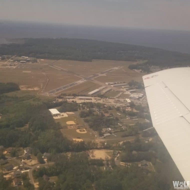 The Wild Release of Red Wolf Deven | Wolf Conservation Center