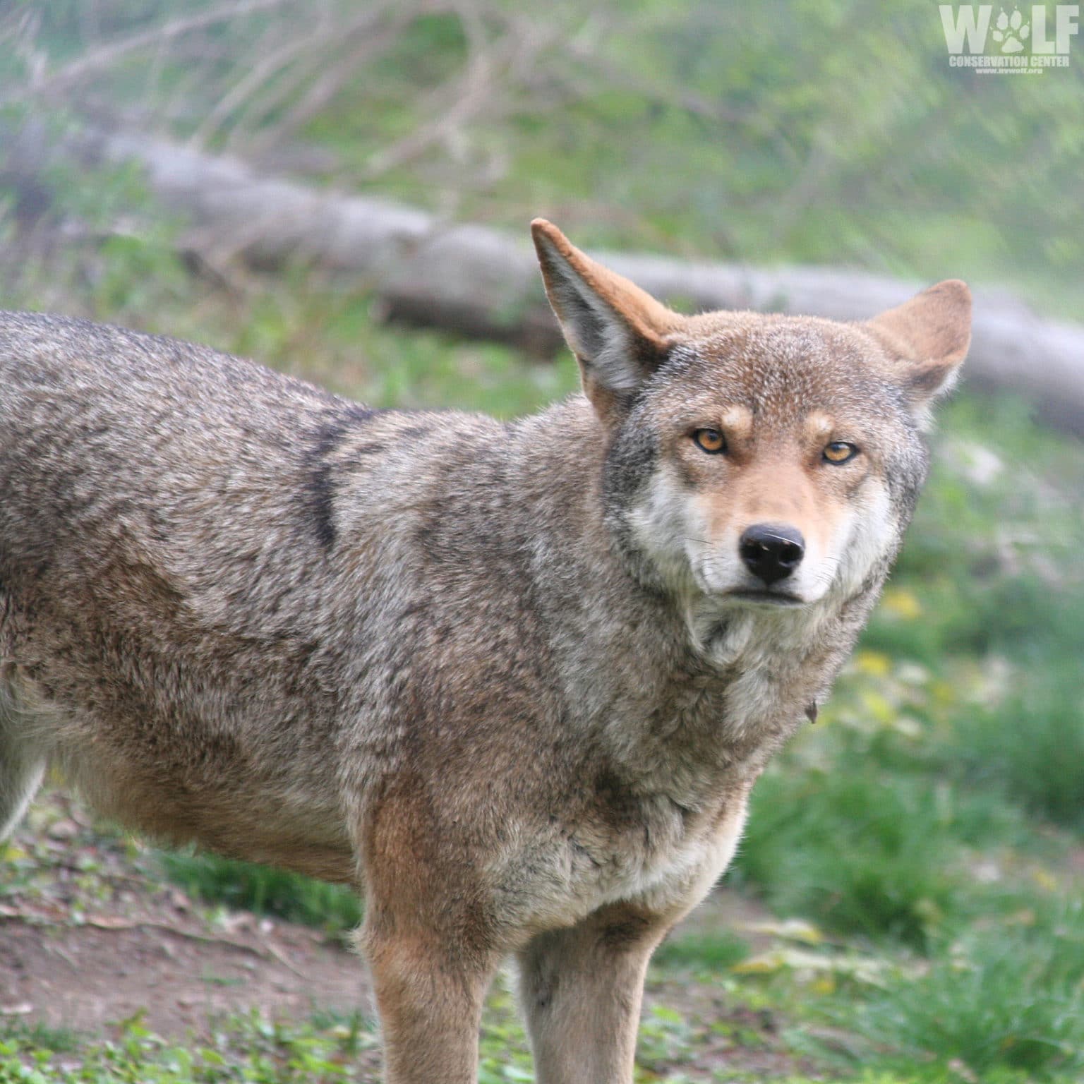 Red wolf Recovery Updates: A Precarious Balance | Wolf Conservation Center