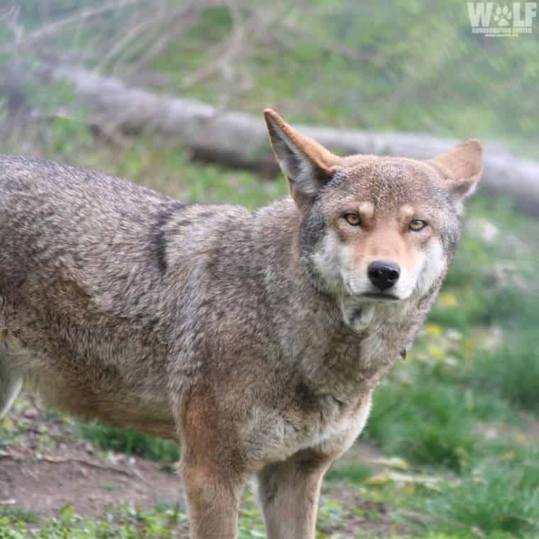 Red wolf Recovery Updates: A Precarious Balance | Wolf Conservation Center