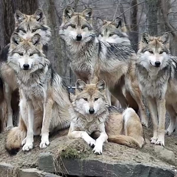 Career Opportunities | Wolf Conservation Center