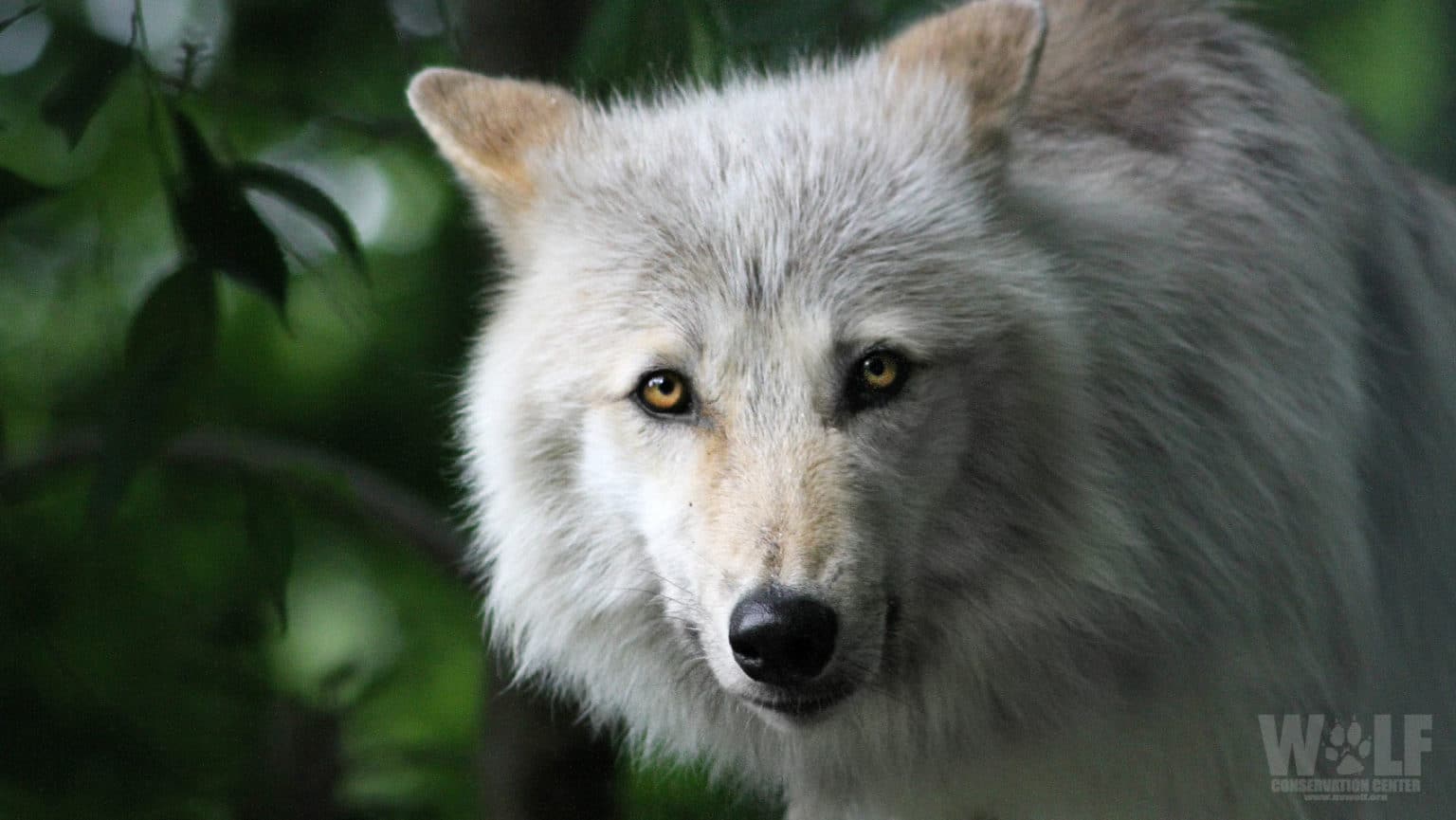 Washington State Targets Another Wolf Family to Protect Cows