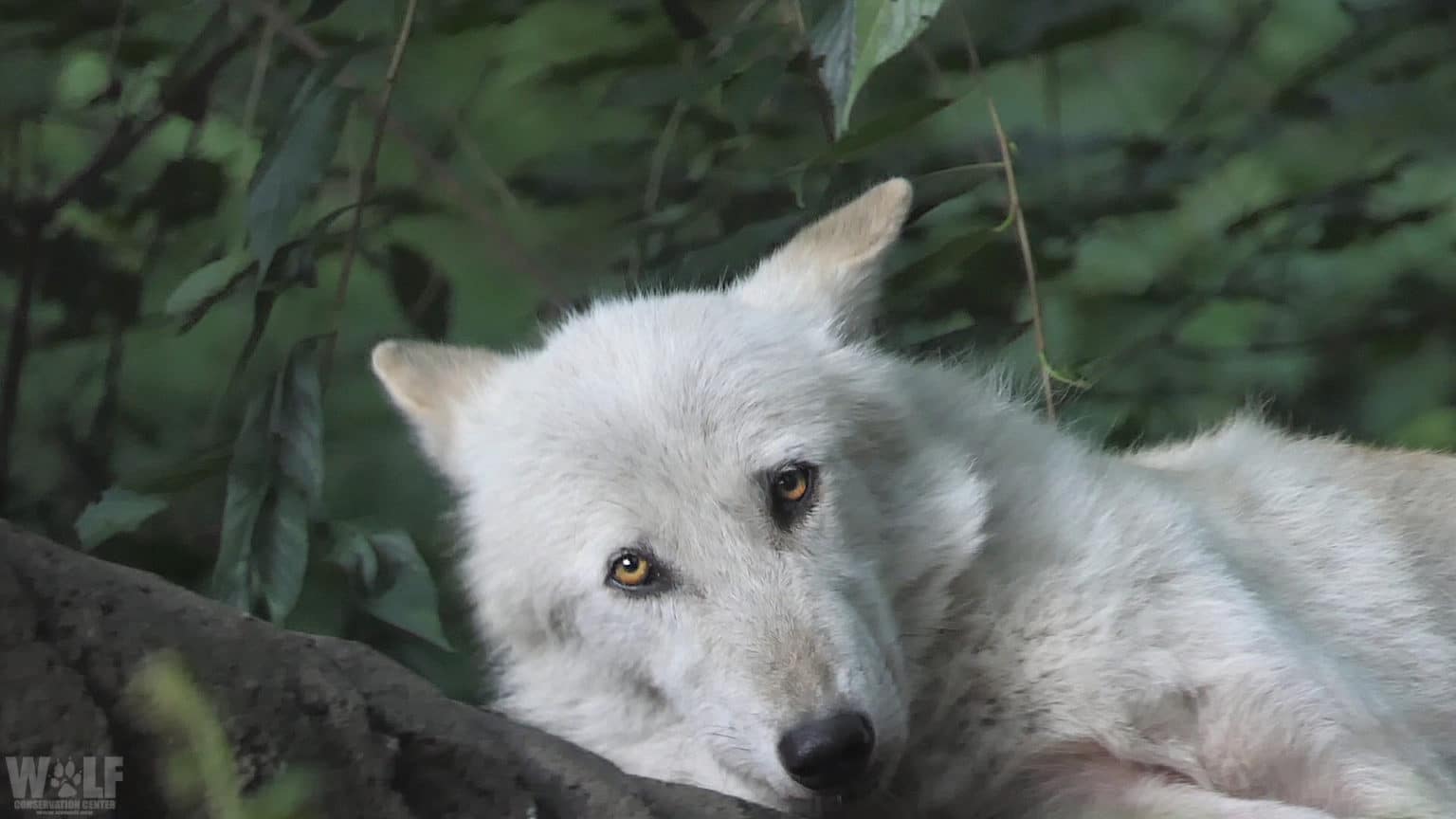 Oregon Issues Kill Permit for Four Wolf Pups to Protect Cows | Wolf Conservation Center