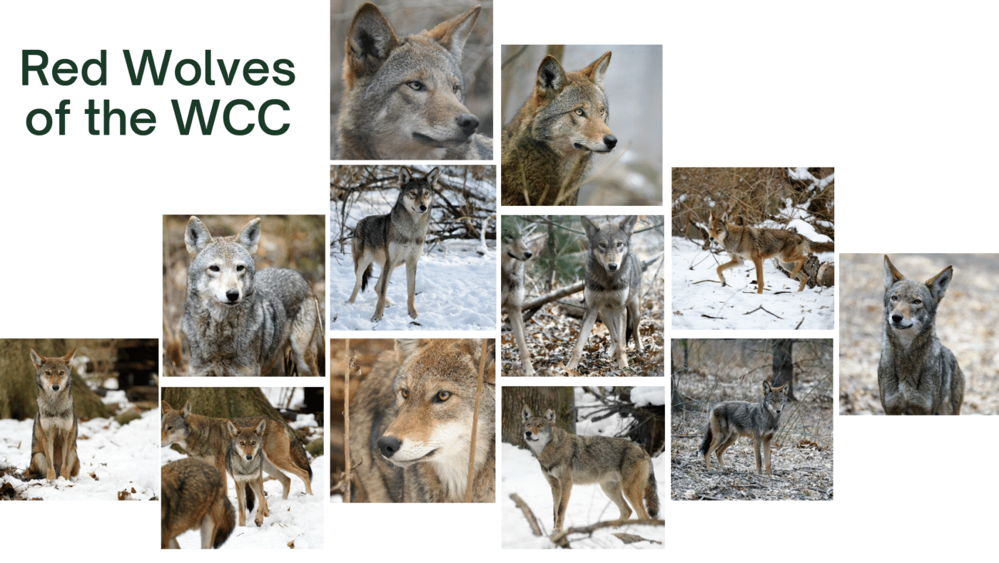 Red Wolf Week 2021 | Wolf Conservation Center