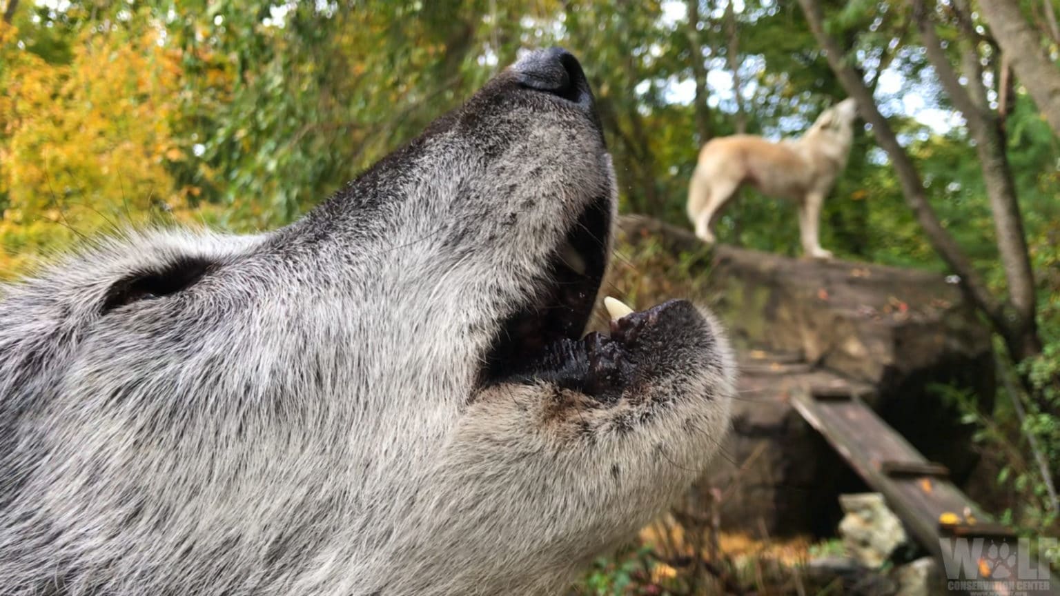 Wolf Status Review Accepting Input | Wolf Conservation Center