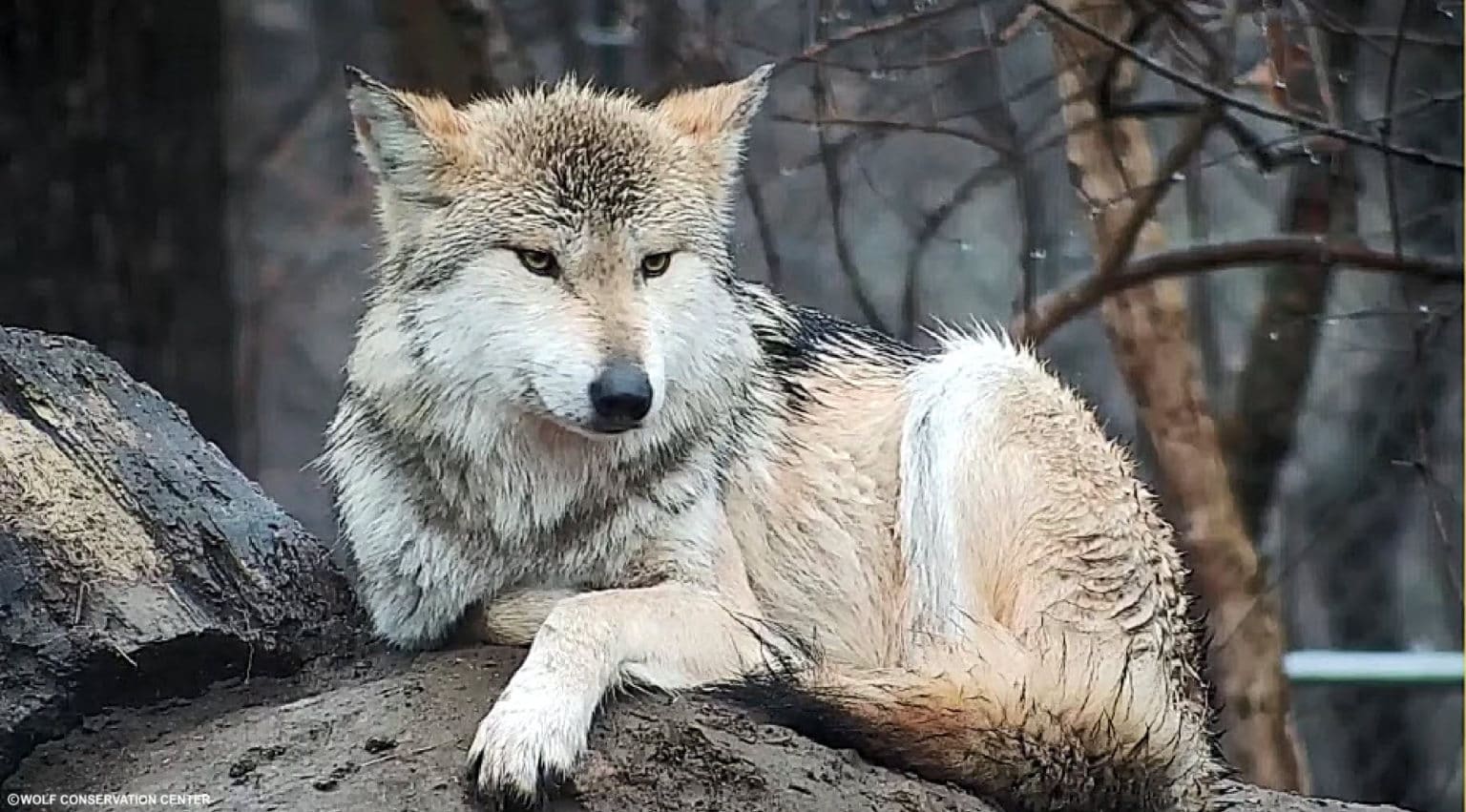 Asha Captured Again In New Mexico, Placed In Captivity | Wolf ...