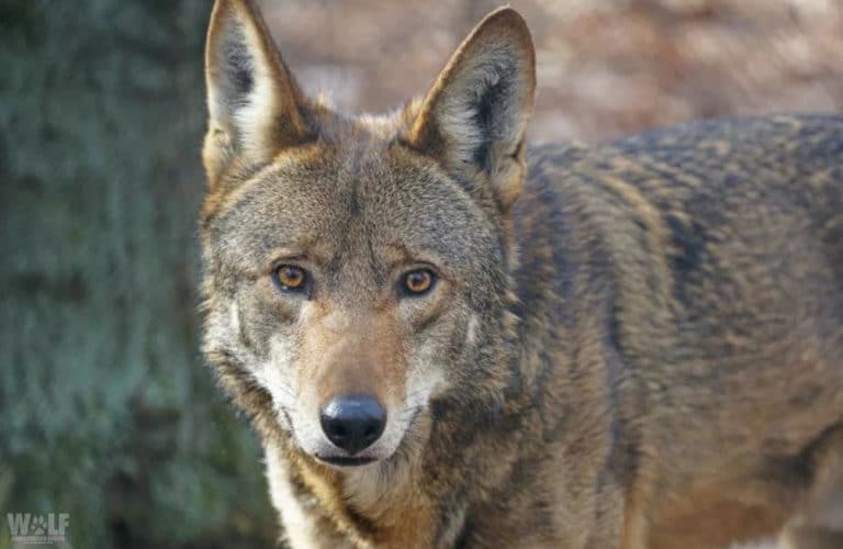 Red Wolves and Mexican Gray Wolves | Wolf Conservation Center