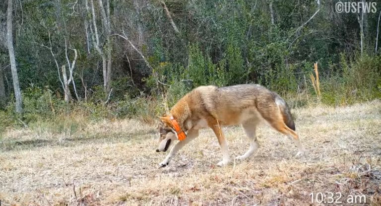 Second Pair of Captive-born Red Wolves Released Into the Wild