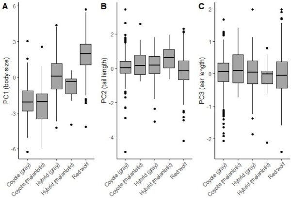 The Natural History and Ecology of Melanism in Red Wolf and Coyote ...