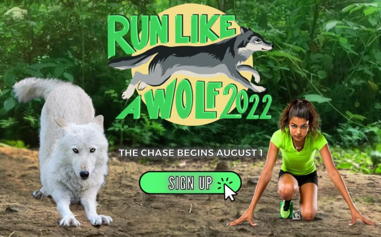 Wolf Conservation Center