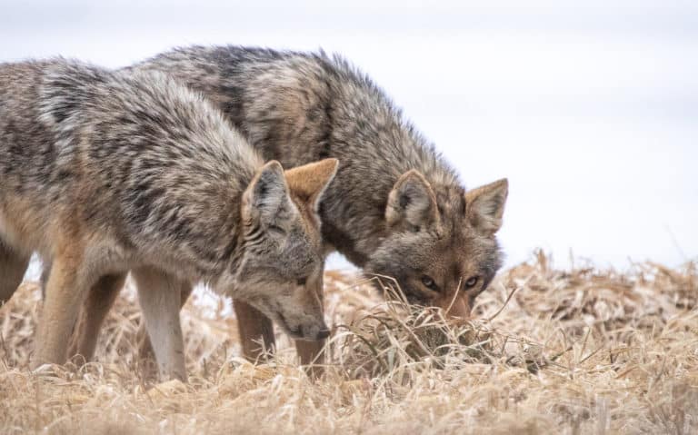 Love Connections Abound with the Onset of Coyote Breeding Season