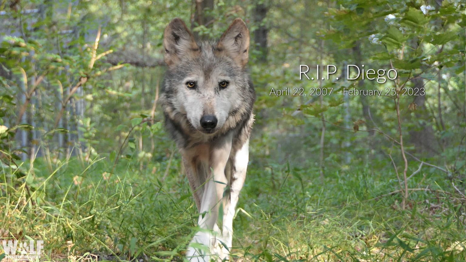 Wolf Conservation Center Mourns Loss of Mexican Gray Wolf Diego