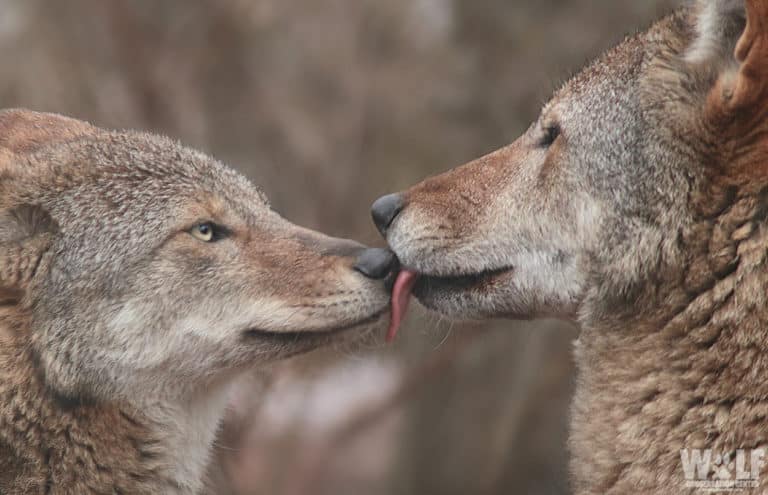 Winter Mating Season Packs Plenty of Promise For Future Wolves | Wolf ...