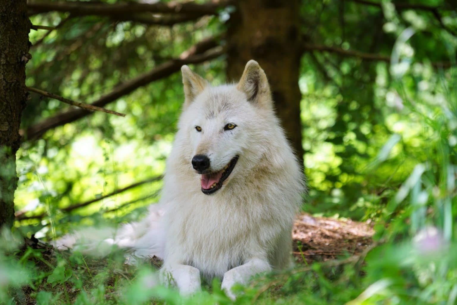 Events | Wolf Conservation Center