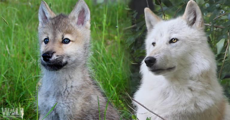 Wolf Pup Developmental Milestones | Wolf Conservation Center