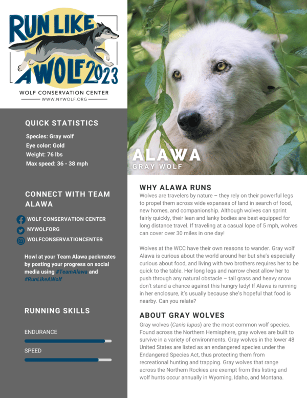 2023 RLAW Alawa | Wolf Conservation Center