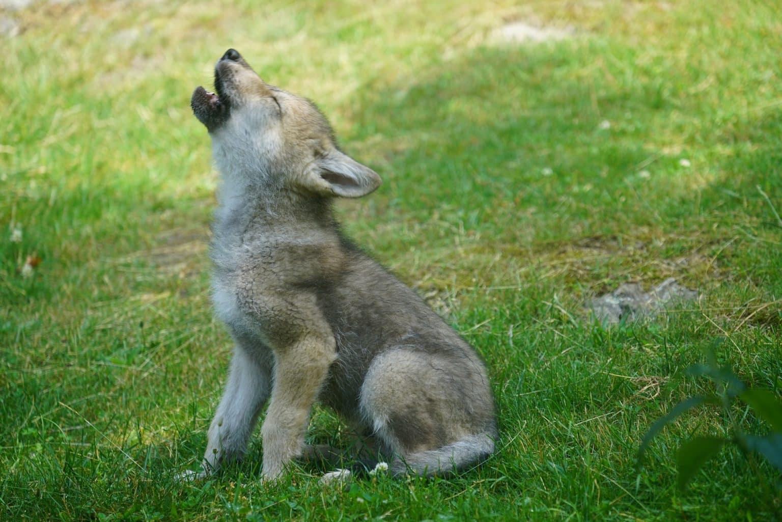 Calendar | Wolf Conservation Center