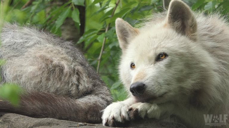 Rest In Peace, Alawa | Wolf Conservation Center