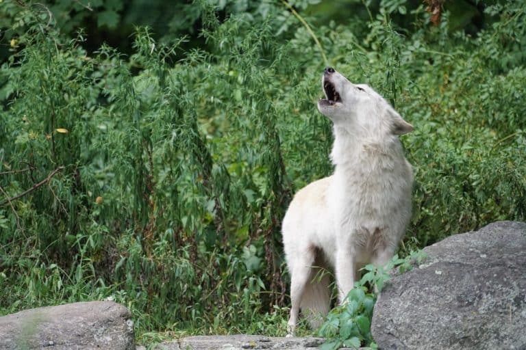 Calendar | Wolf Conservation Center