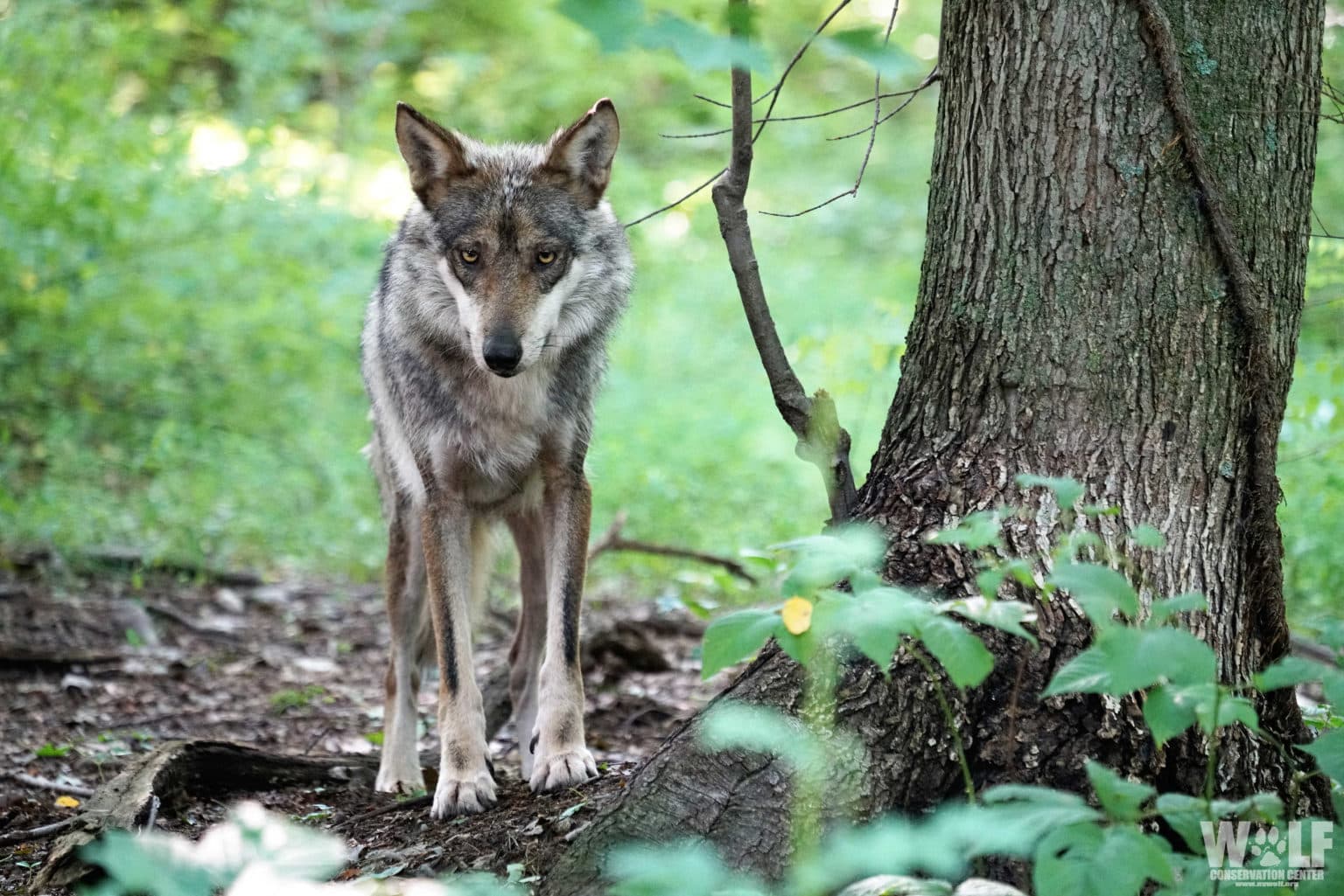 Mexican Gray Wolf Recovery: A Comprehensive Update for Q2 2023 | Wolf ...