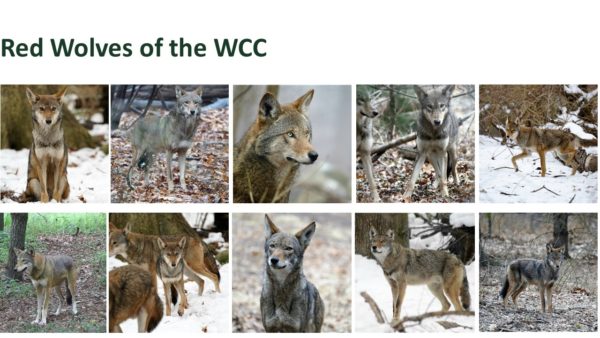 Red Wolf Week 2023 | Wolf Conservation Center