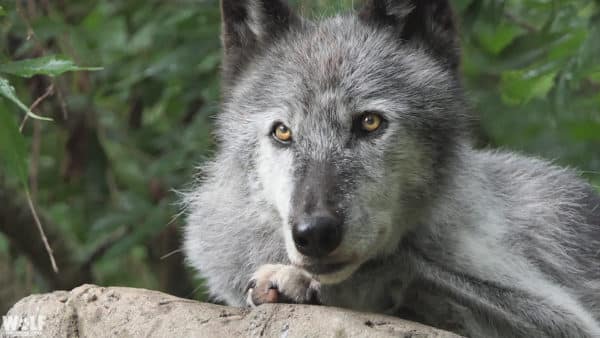Oregon’s Wolves’ August Atrocities Underline a Year of Sorrow | Wolf ...