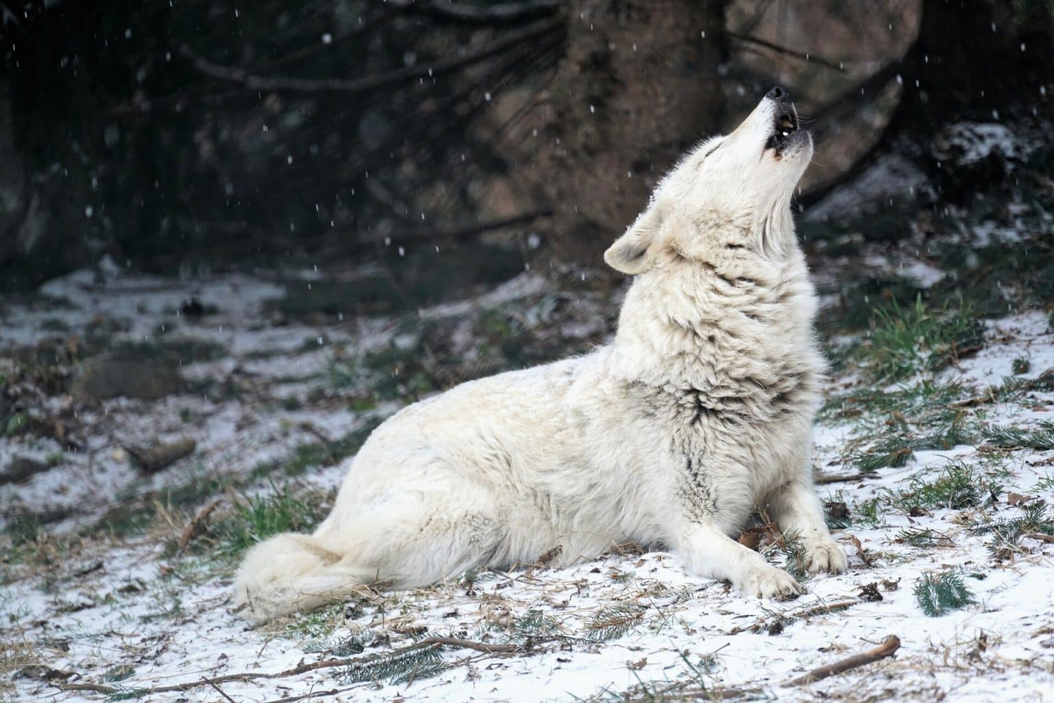 Calendar | Wolf Conservation Center